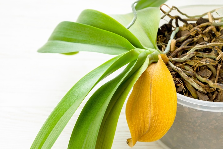 Orchidee Gelbes Blatt
