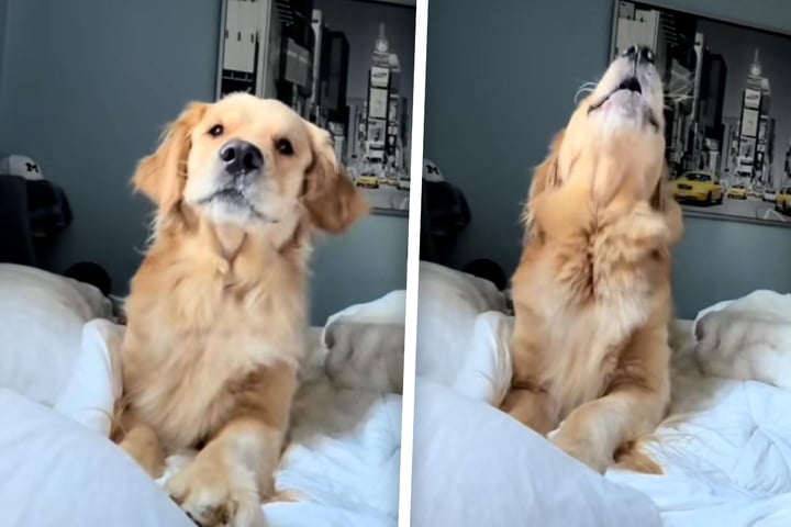 Dog can't wait to tell mom all about her super fun day at the park ...