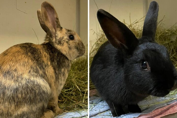 Mitten im Wald: Hundebesitzer macht traurige Entdeckung - Kaninchen herzlos ausgesetzt