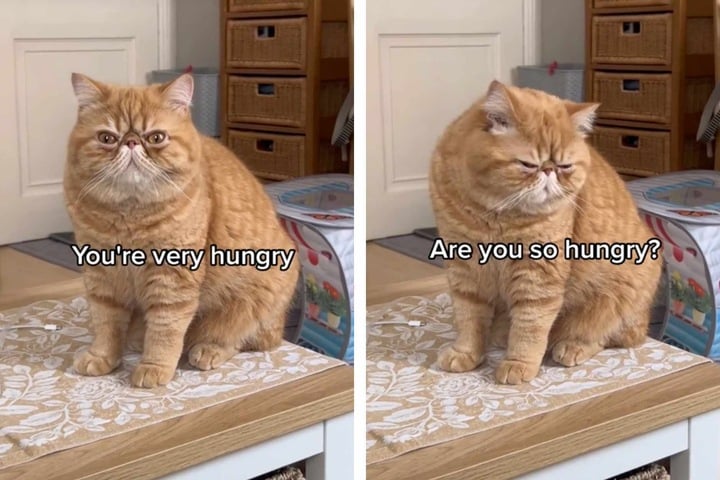 Cat's "drama queen" way of begging for food has the internet in stitches!