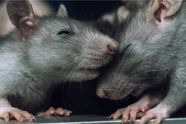Rat rodeo: man says he hears rodents running under his roof all night long