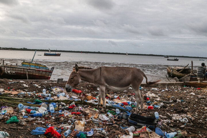 Kenyan donkeys dying with staggering amounts of plastic in their stomachs