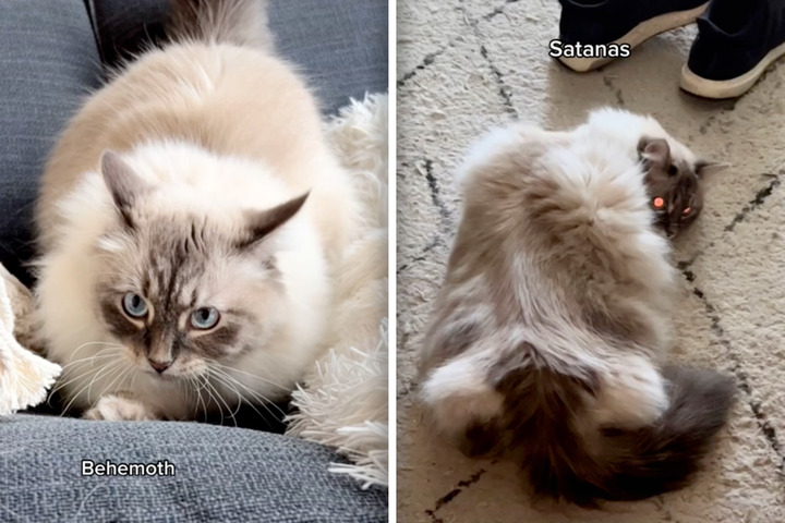 Ist das der Teufel? Irres Katzen-Video bringt Millionen zum Lachen