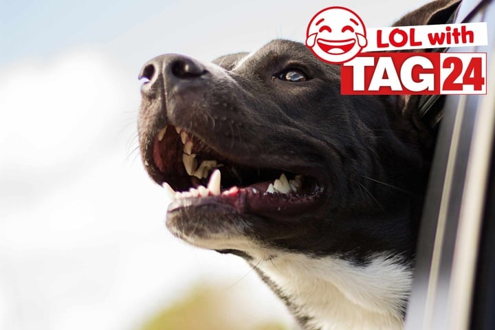 Joke of the Day for May 7, 2026: A dog funny! | TAG24