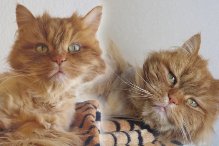 Imposanter Maine-Coon-Kater: "Tiger" macht seinem Namen alle Ehre