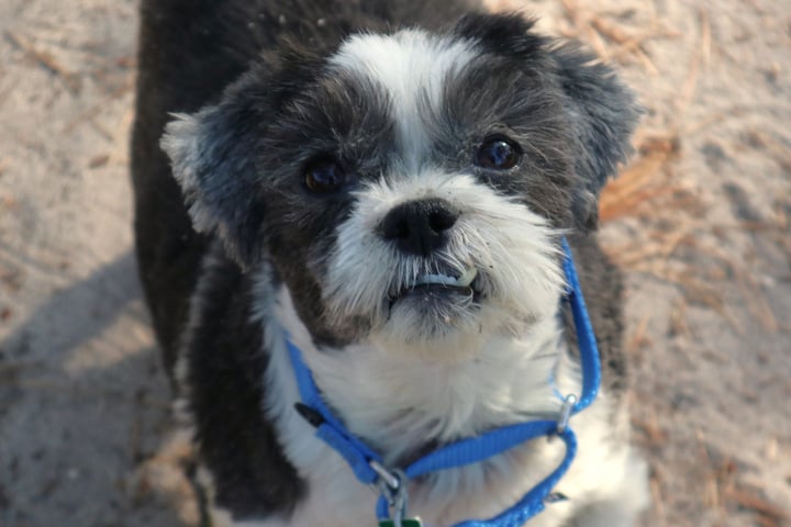 Little love! Sweet dog makes heartbreaking return to shelter yet again