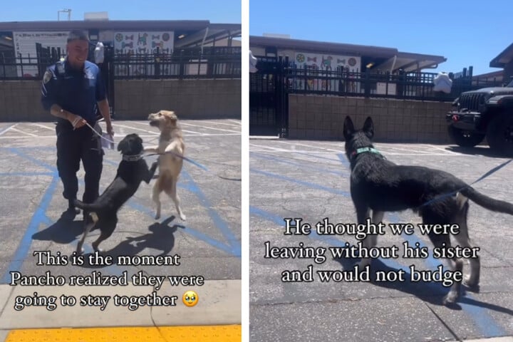 Dog refuses to leave animal shelter without his sister in emotional clip