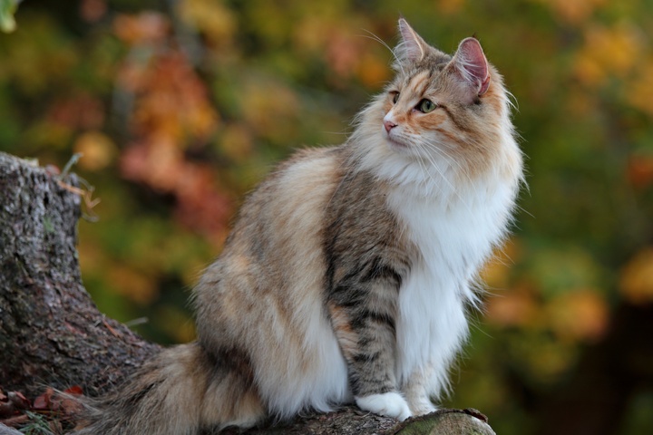 7 große Katzenrassen: Das sind die größten Katzen