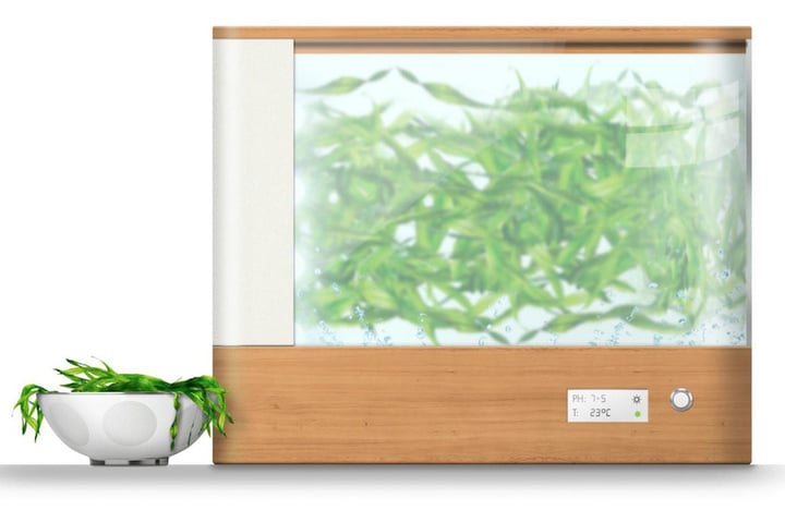 Essen für zu Hause: Algen-Zucht bald selbst gemacht?