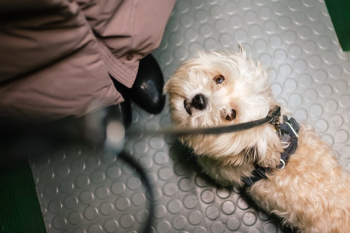 Dangling dog saved from depths of elevator by unaware bystander