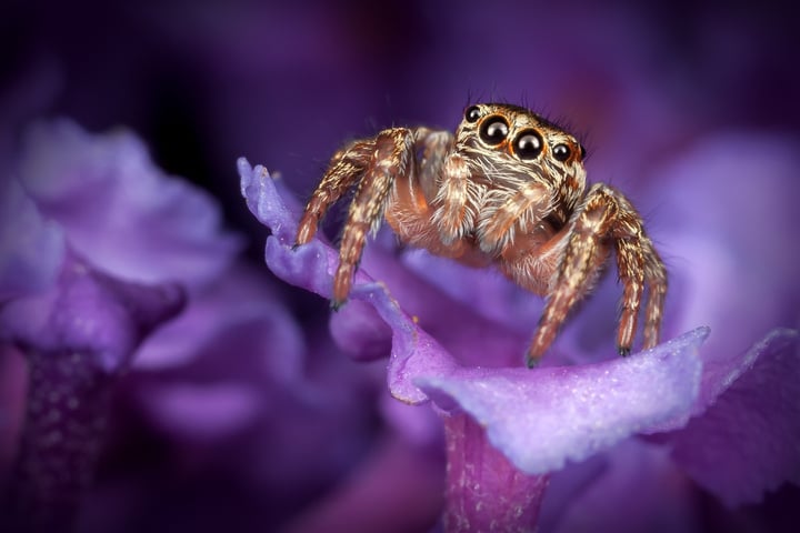 Cutest spider in the world: The tiny spider breaking records!