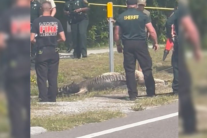 Drei-Meter-Alligator läuft mit Leiche im Maul durch Florida