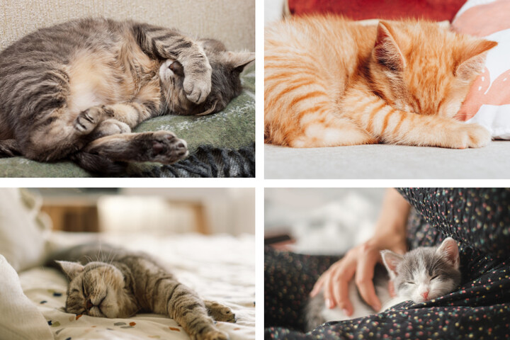 Schlafposition einer Katze: Häufige Positionen und ihre Bedeutung