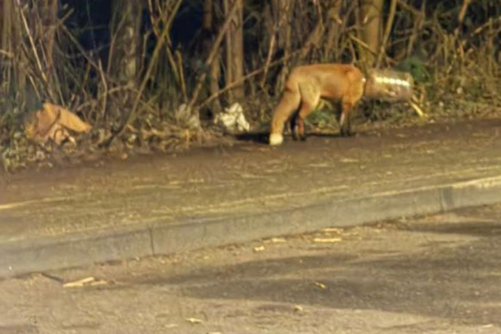 Fuchs in Köln: Tier in Not mit Plastikdose auf dem Kopf