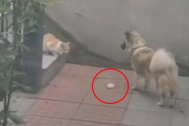 From Pudding with love: dog's sweet gift to stray cat goes viral