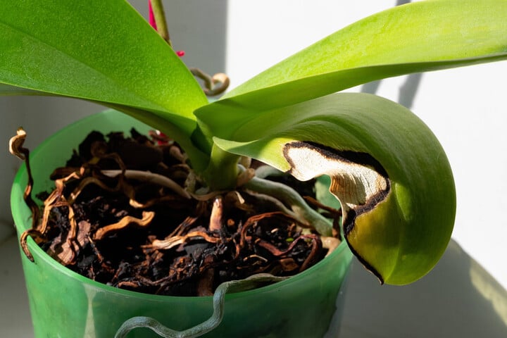 Orchideen Braune Blatter