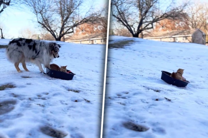 Dog and cat besties come up with the cutest snowtime "sledding" game!