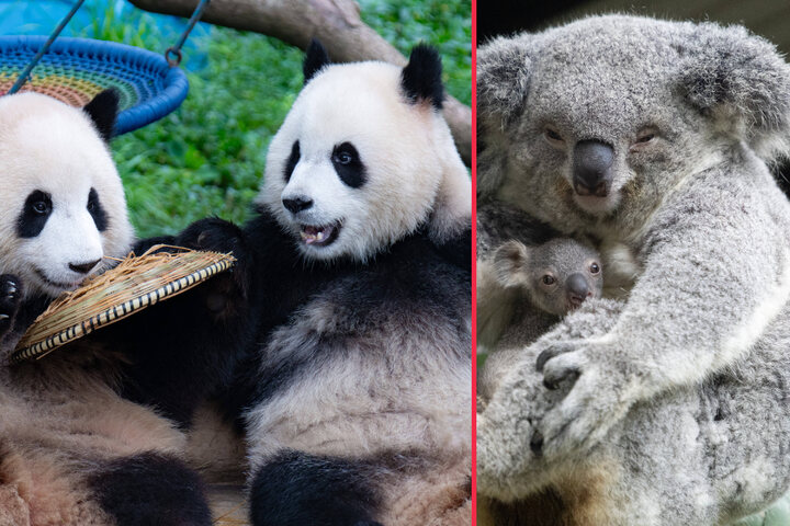 Study reveals most extinctions can be prevented by protecting only 1.2% ...