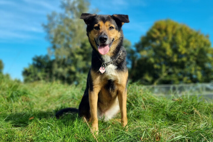 Er sitzt am längsten von allen Hunden im Tierheim: Warum findet Turco ...