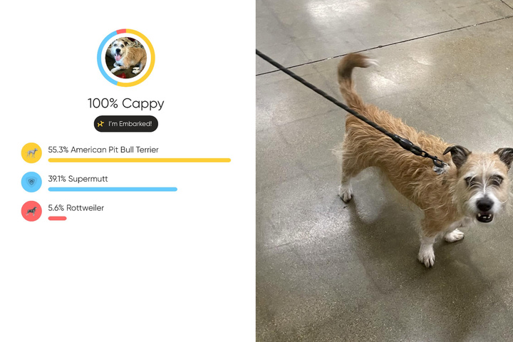 Frau aus den USA macht DNA-Test bei Hund: Ergebnis ist überraschend