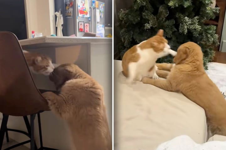 Grumpy cat bitterly "feuds" with Golden Retriever puppy – but the dog ...