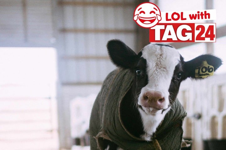 Joke of the Day: Laugh with TAG24