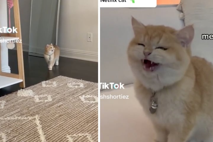 Cat's adorable reaction to Netflix intro sound goes viral