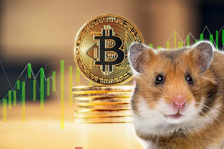 Rodent of Wall Street: Mr.Goxx the hamster is officially one of the ...
