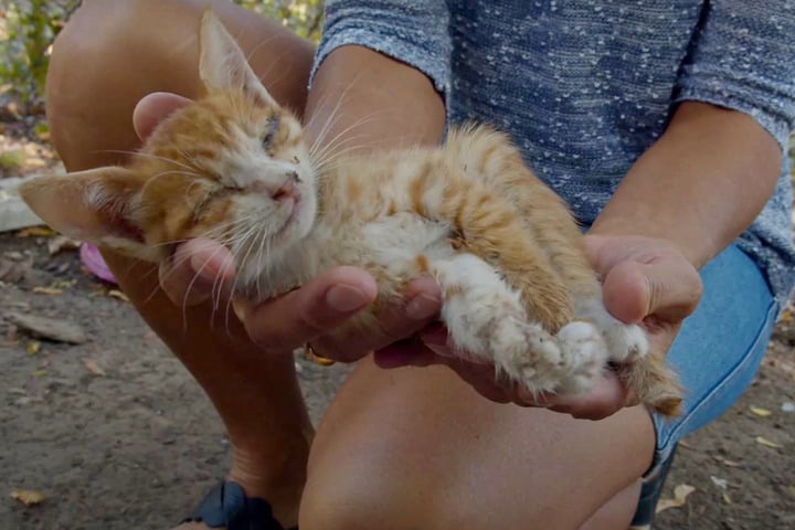 They wanted to help out strays and ended up saving a tiny life