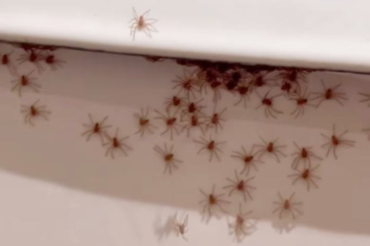 Tourist captures horrifying spider hotel invasion: "Just Australian things"