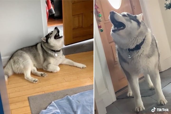 This screaming husky has millions of TikTok users concerned