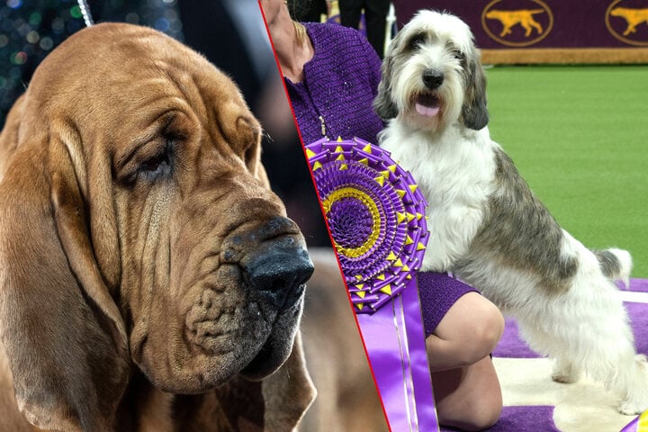 What is the world's most beautiful dog?