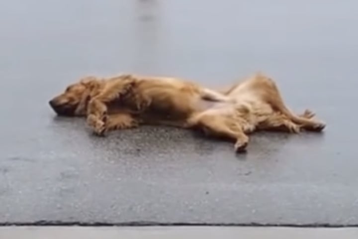 Golden Retriever throws the world's cutest tantrum in hysterical video!