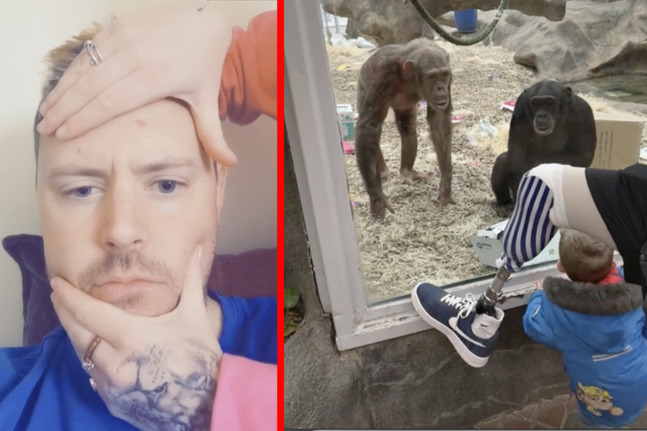 Chimpanzees Astonished by Mans Prosthetic Leg at Colchester Zoo