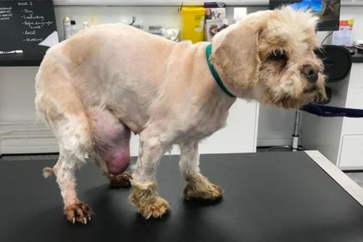 Tumor so groß wie eine Mango! Kleine Hündin wie Müll entsorgt