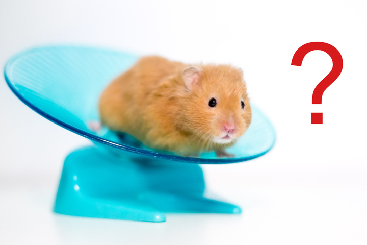 Hamster im Laufrad - Darauf musst Du beim Hamsterrad achten