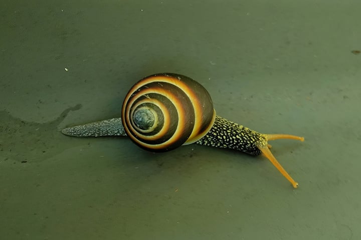 What is the biggest snail in the world?