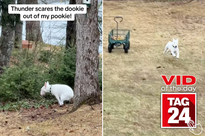 Viral Video of the Day for April 7, 2025: Thunder sends pooping dog ...