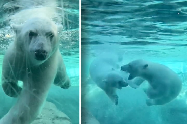 Polar bear's daring plunge makes millions cheer!