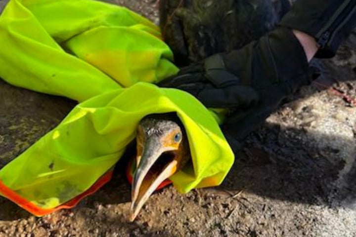 Trotz Verletzung: Kormoran liefert sich bei "Festnahme" einen Kampf mit ...