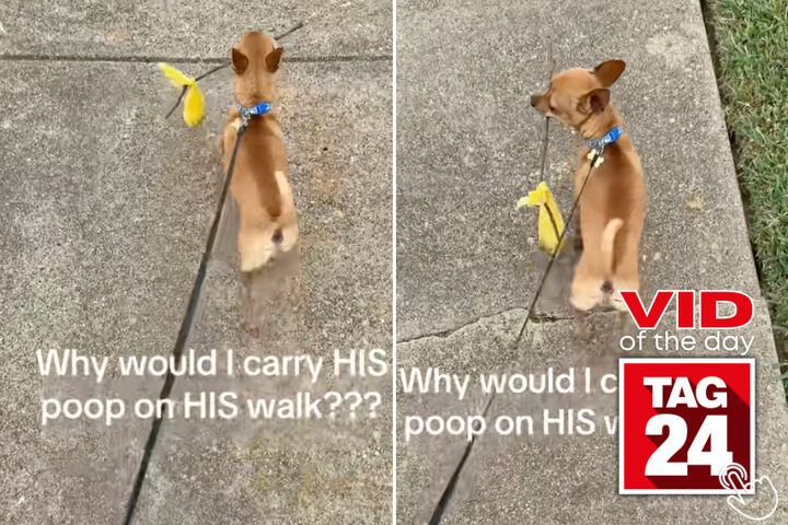Viral Video of the Day for August 4, 2025: Dog carries his own poop in ...