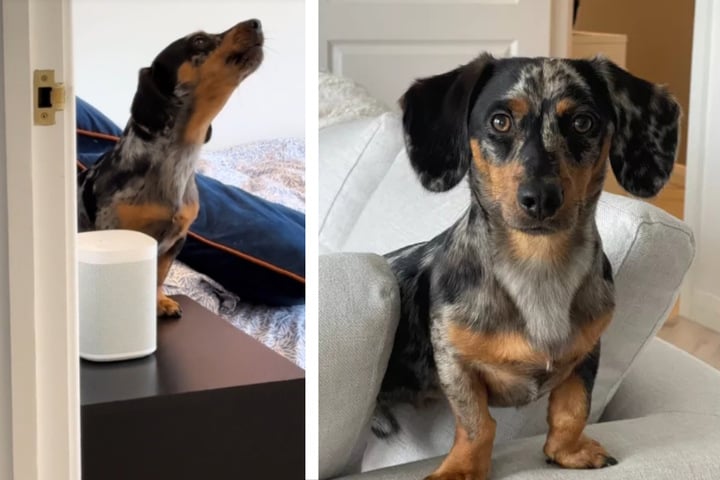 Dog hilariously wreaks havoc on baby's bedtime with passionate singing