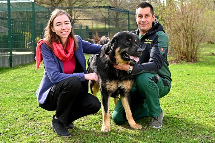 Dresden: Immer mehr Hunde, Katzen & Co. im Tierheim