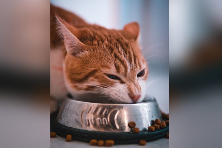 Your cat eats too much? Tips on how to handle an overeating cat