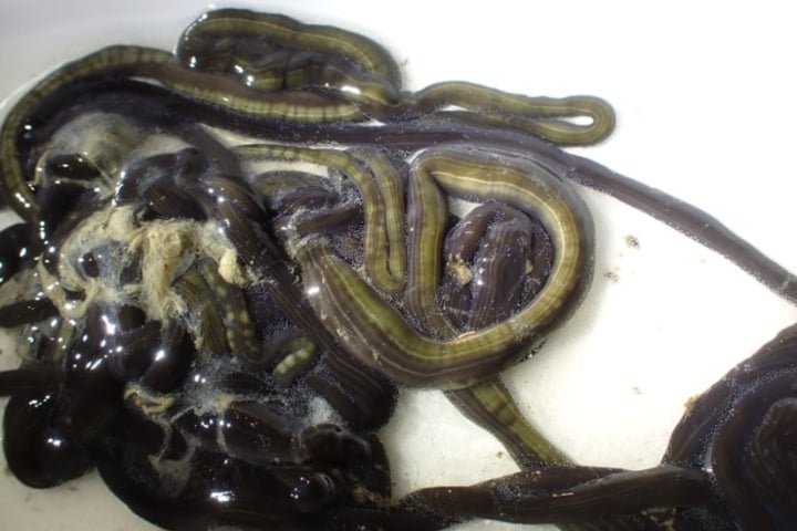 Das längste Tier der Welt: XXL-Wurm auch in Deutschland