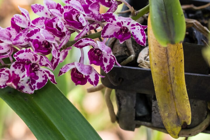 Orchideen Braune Blatter