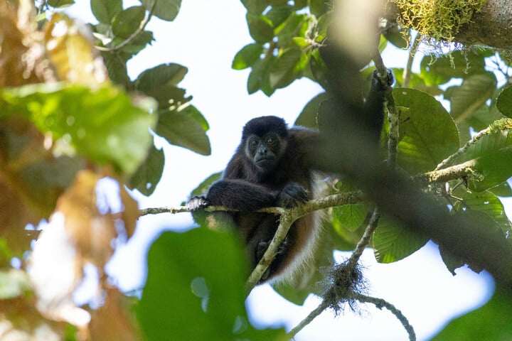 Mexican monkeys falling out of trees have scientists worried