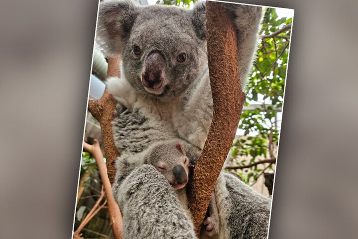 Super seltener Schnappschuss im Zoo Duisburg: Niedlicher Mini-Koala blinzelt aus Beutel