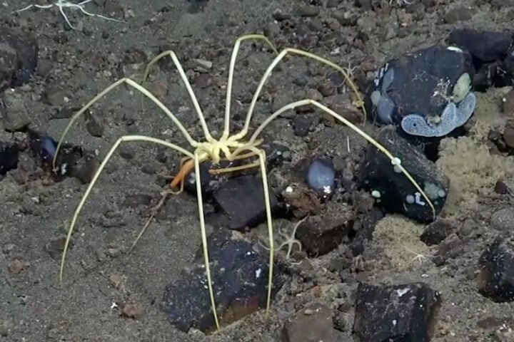 Faszination Tiefsee: Riesen-Asselspinnen auf den Südlichen Sandwichinseln