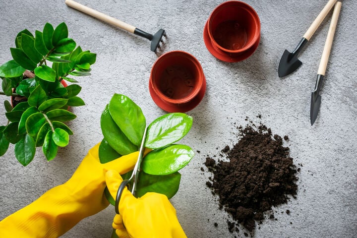 Verwunderlich Glücksfeder Vermehren Blatt Fotos